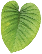 Ha-Ra | Gastgebergeschenk